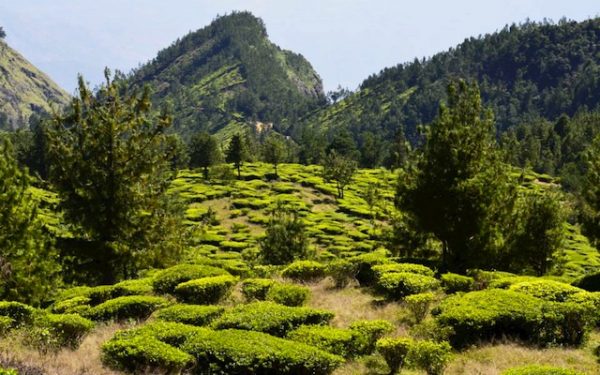 Hiking In India - Trekking To Suryanelli | Jessie on a Journey