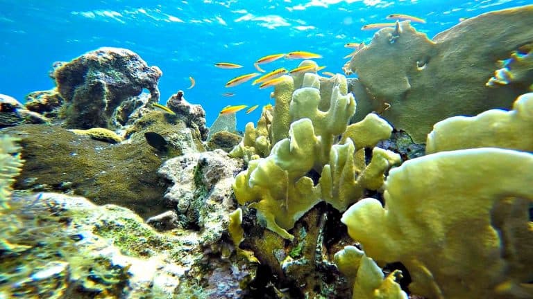 Exploring The Caribbean Side Of Honduras On Roatan Island