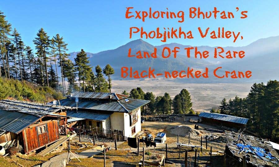 Bhutan's Phobjikha Valley - Rare Black-necked Crane
