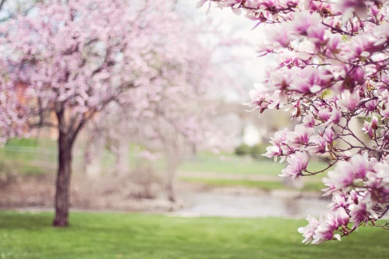41 Things To Do In NYC In Spring | Unique New York Guide