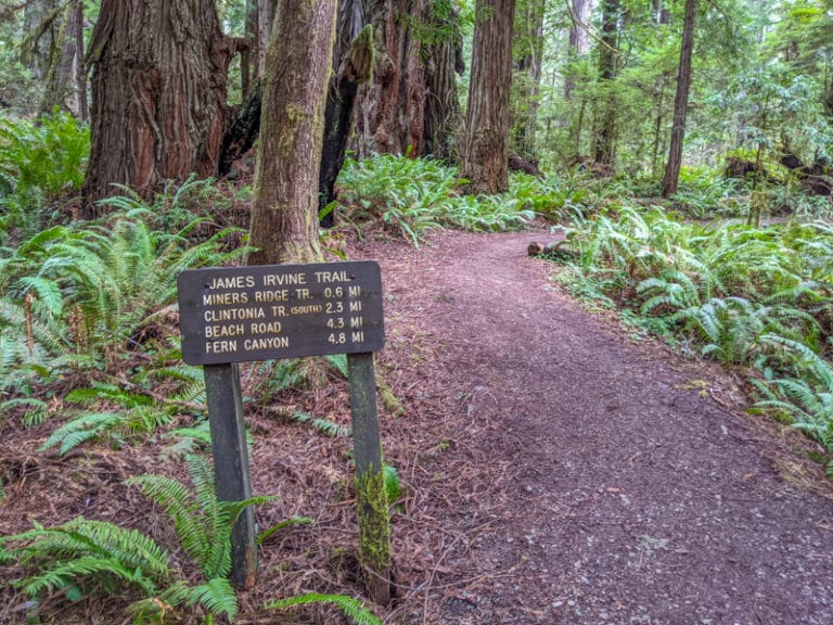How To Hike The James Irvine Trail To Fern Canyon For Amazing Scenery