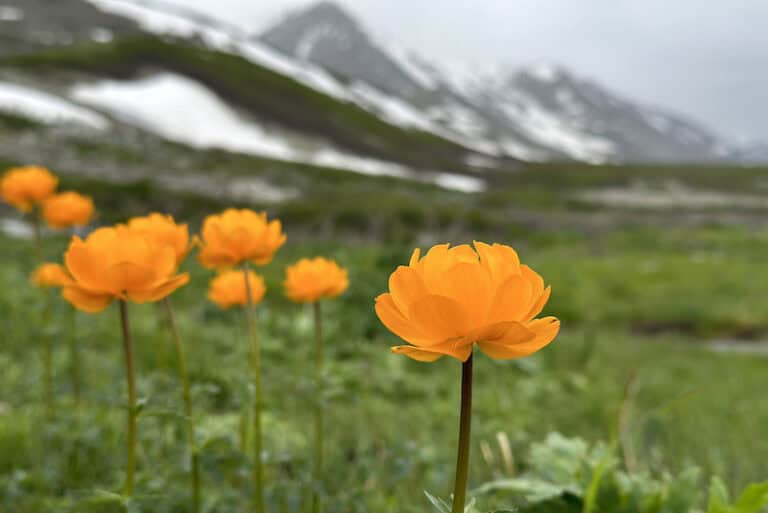 Mongolia Travel Guide - Best Places To Visit In Mongolia + Tips