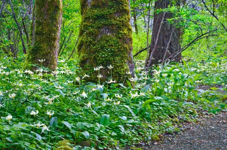 27 Best Places To Hike On Long Island & LI Trails (With Maps!)